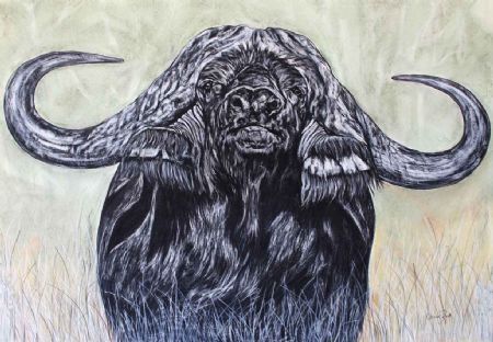 African Water Buffalo Drawings