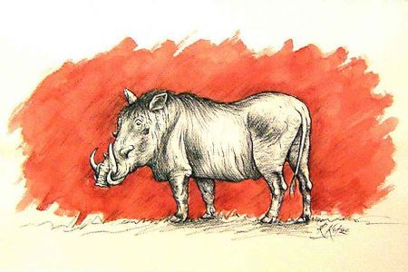 Warthog Drawing Map – Warthog Portrait – Peter Blackwell Wildlife